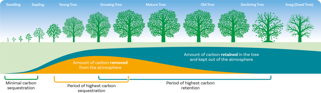 Trees For Transformation | Third Hope